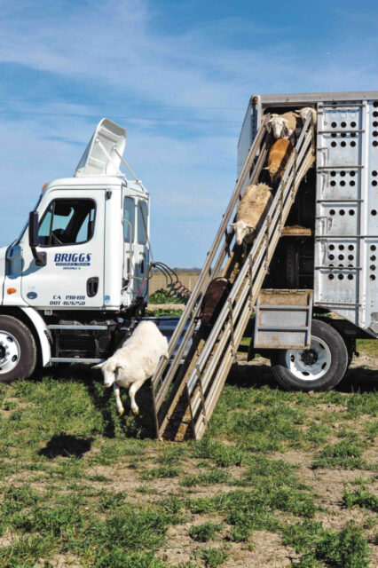 How Goats and Sheep Can Help Fight Wildfires - Edible Sacramento