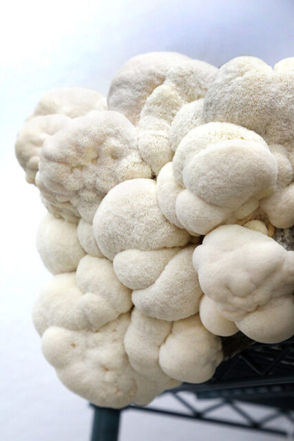 Local Specialty Mushroom Growers Find Their Niche - Edible Sacramento